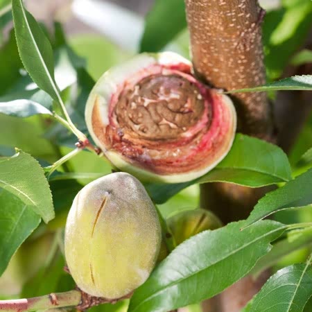 Almond Nut Tree | Marshalls Garden