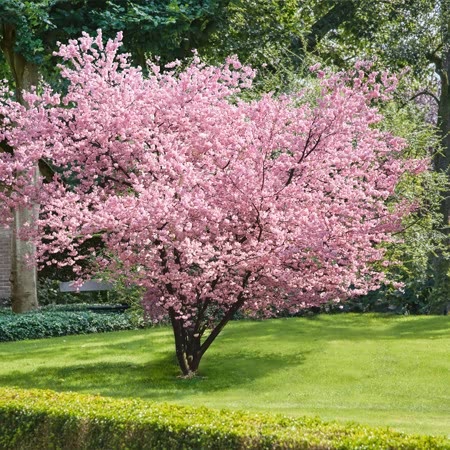 Flowering Cherry Tree 'Accolade' | Marshalls Garden