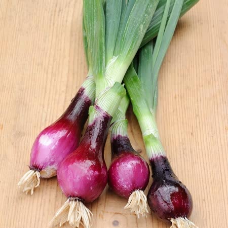 Spring Onion Seeds 'Red Lilia' | Buy Spring Onion Seeds Online | Spring ...
