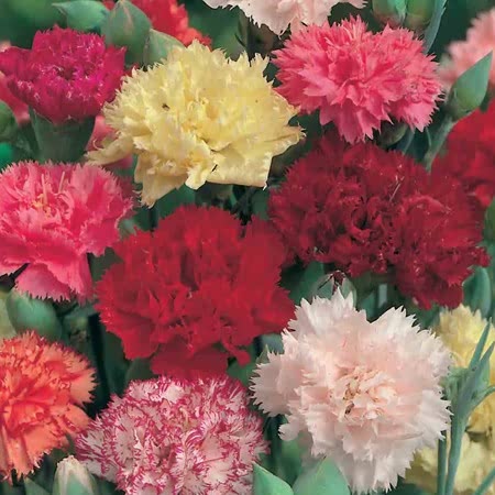 Carnation Seeds 'Early Flowering Mix' | Buy Carnation Seeds Online ...