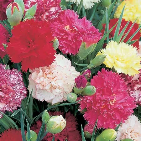 Carnation Seeds 'Early Flowering Mix' | Buy Carnation Seeds Online ...