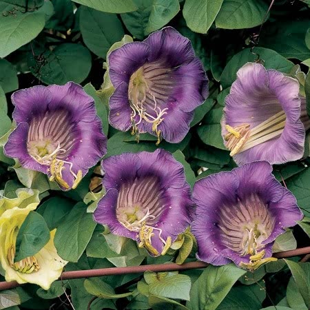 Cobaea Scandens Seeds 'Cathedral Bells' | Buy Cobaea Seeds Online ...