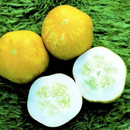 Buy Cucumber Lemon seeds online | Marshalls – Marshalls Garden