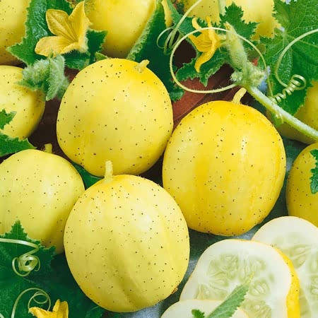 Buy Cucumber Lemon seeds online | Marshalls – Marshalls Garden